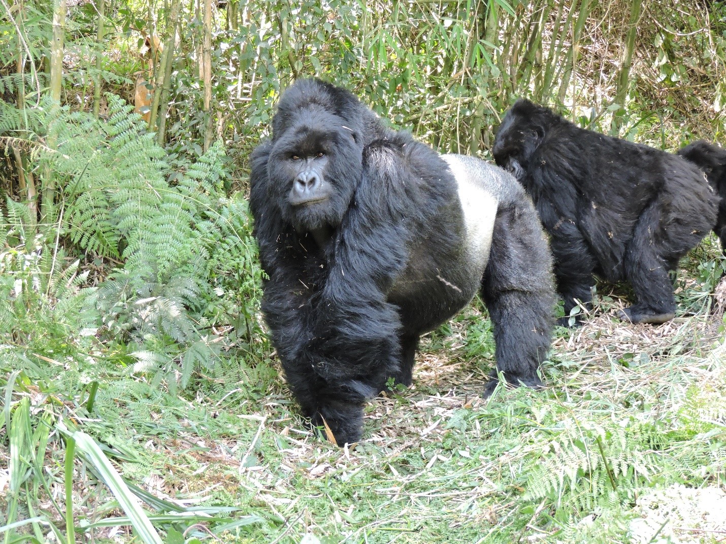Mgahinga Gorilla National Park, where Silver meets Gold. – Great ...