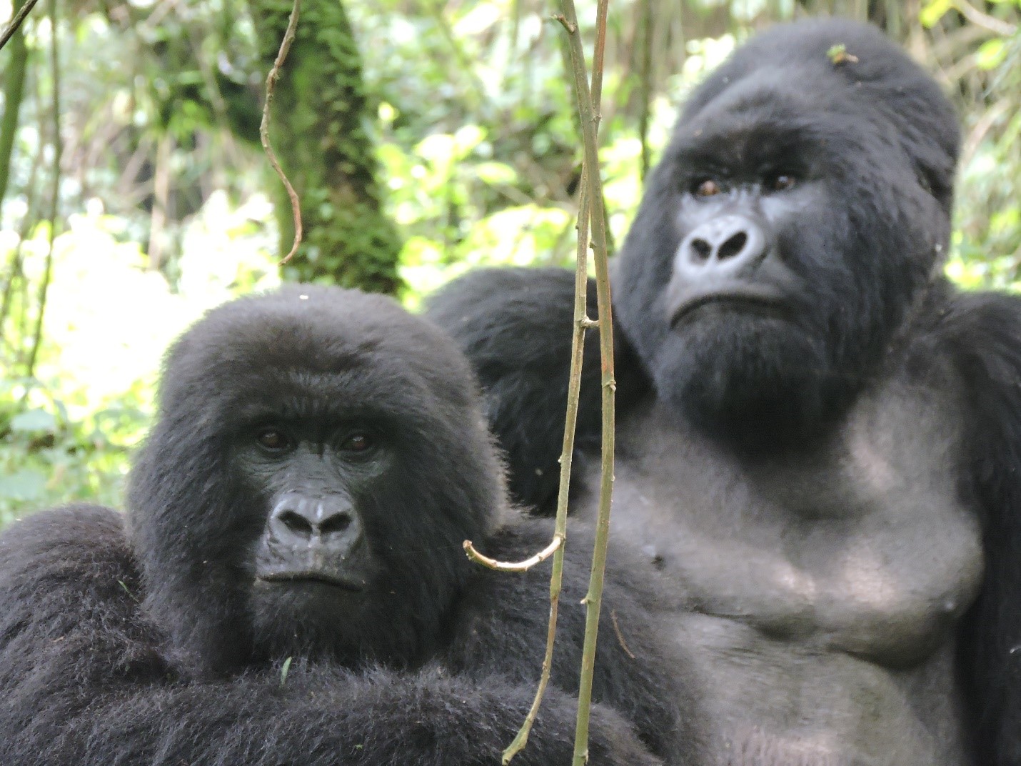 Mgahinga Gorilla National Park, where Silver meets Gold. – Great ...